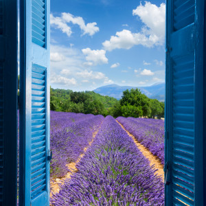 How I Learned to Care for the Lavender Plant - Countryside